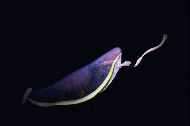 Scientists think that the 'Alien fish' might have been a rare mollusk ...