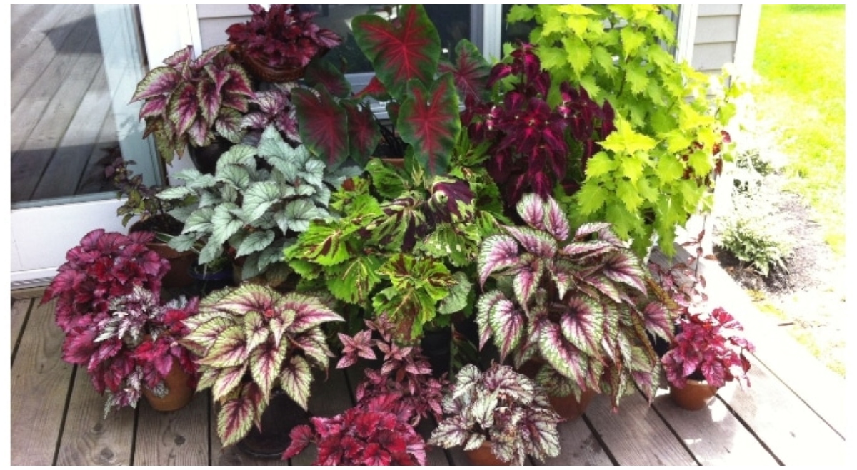 33+ Gorgeous Houseplants You Won’t Struggle To Keep Alive