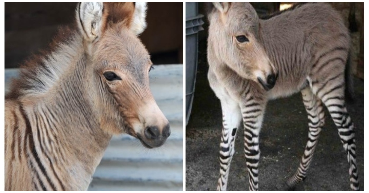 15 Animal Hybrids that Are Yet To Be Discovered By Most of the World