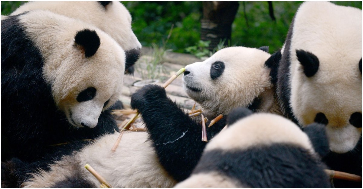 Breakthrough in Giant Panda Conservation: Skin Cells Transformed into ...